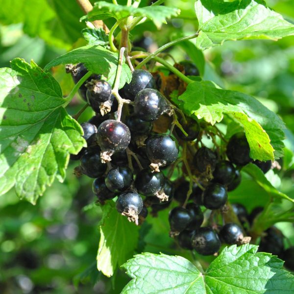 Black Currant - Kahikatea Farm Certified Organic Nursery and ...