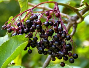 European Elder – Kahikatea Farm Certified Organic Nursery and ...
