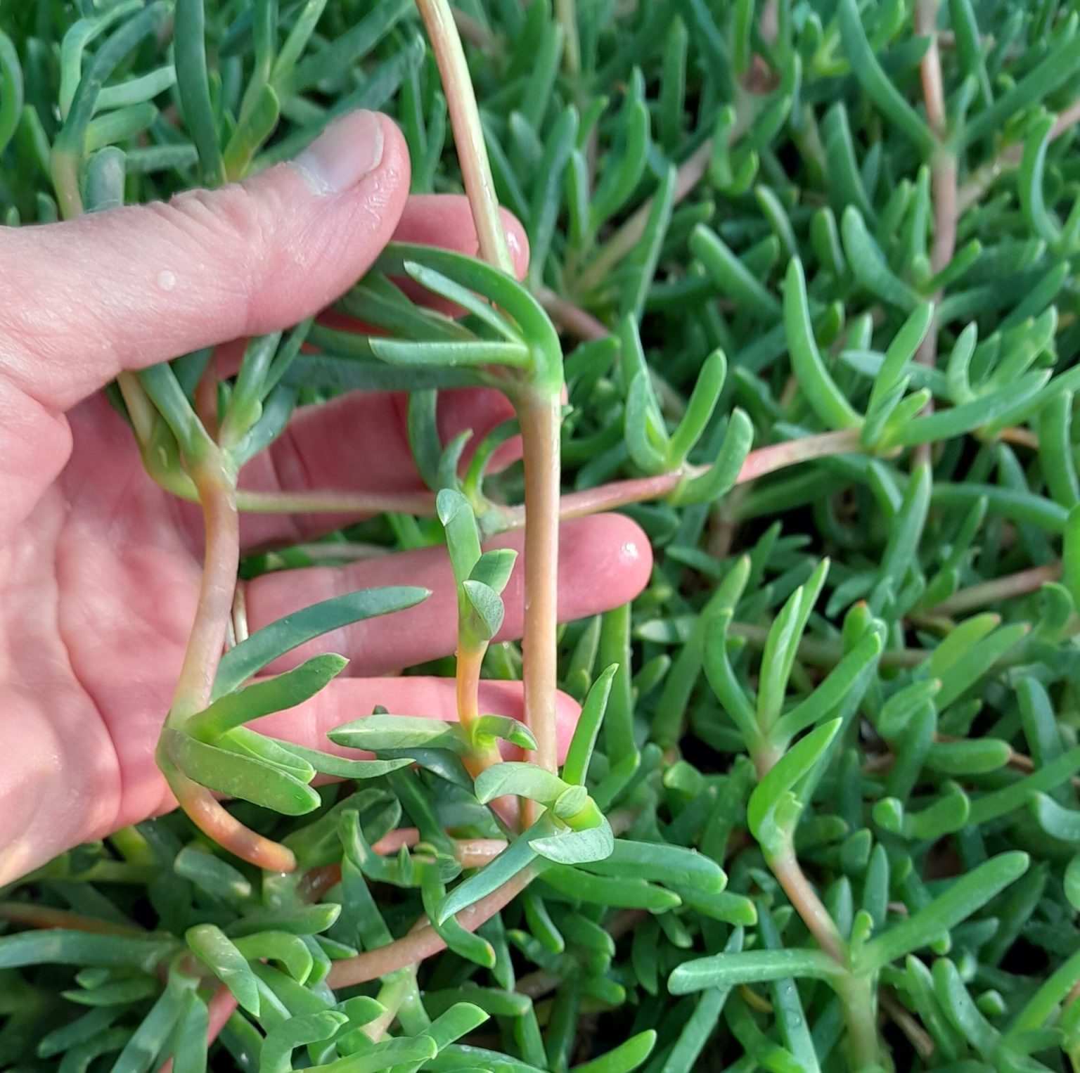Horokaka / Iceplant - Kahikatea Farm Certified Organic Nursery and ...