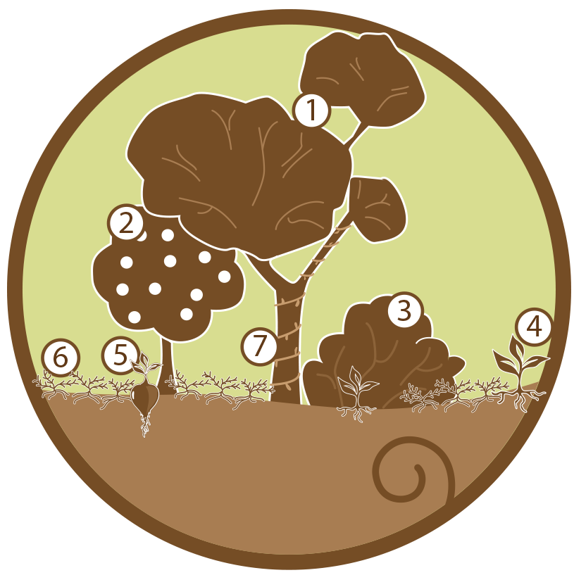 Food Forests - Kahikatea Farm Certified Organic Nursery and ...