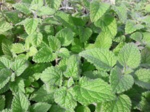 Lime Balm – Kahikatea Farm Certified Organic Nursery and Permaculture Farm