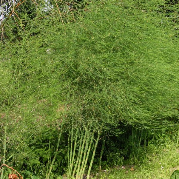 Asparagus 'Conover's Colossal' - Kahikatea Farm Certified Organic ...