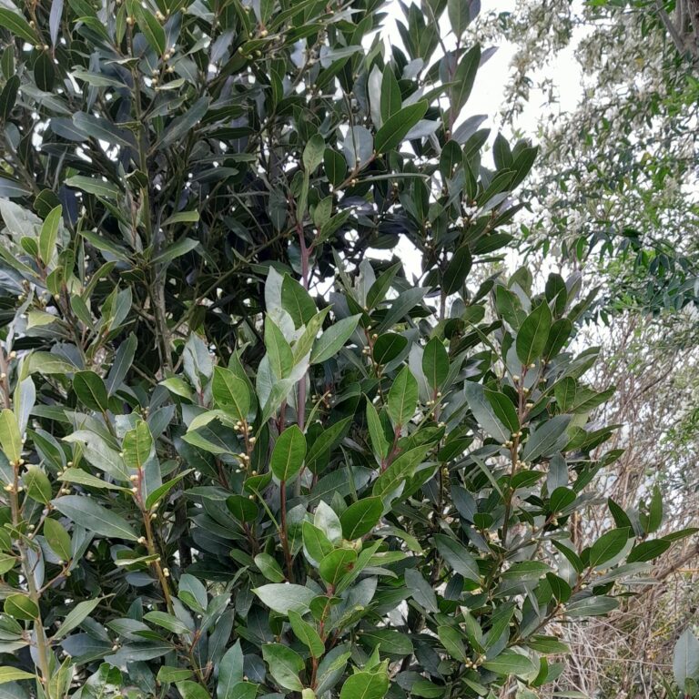 Bay Tree - Kahikatea Farm Certified Organic Nursery and Permaculture Farm