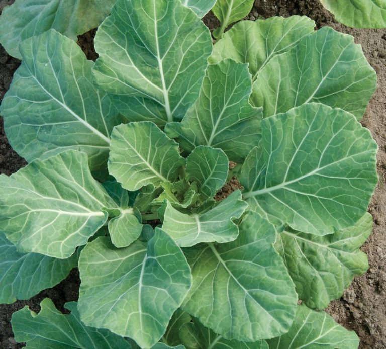 Collards Georgia Southern - Kahikatea Farm Certified Organic Nursery ...