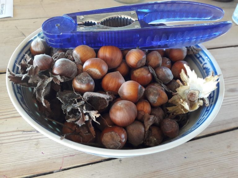 European Hazel – Kahikatea Farm Certified Organic Nursery and ...