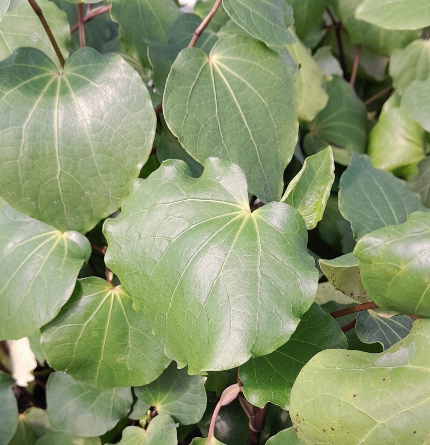 Rongoā Maori - Kahikatea Farm Certified Organic Nursery and ...