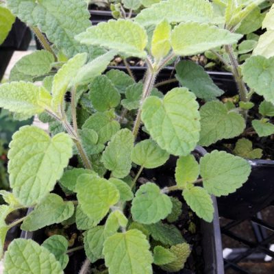 Lime Balm - Kahikatea Farm Certified Organic Nursery and Permaculture Farm