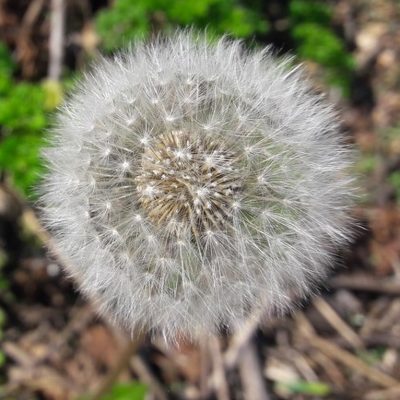 Dandelion - Kahikatea Farm Certified Organic Nursery and Permaculture Farm
