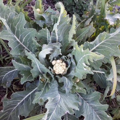 Nine Star Perennial Broccoli – Kahikatea Farm Certified Organic Nursery ...