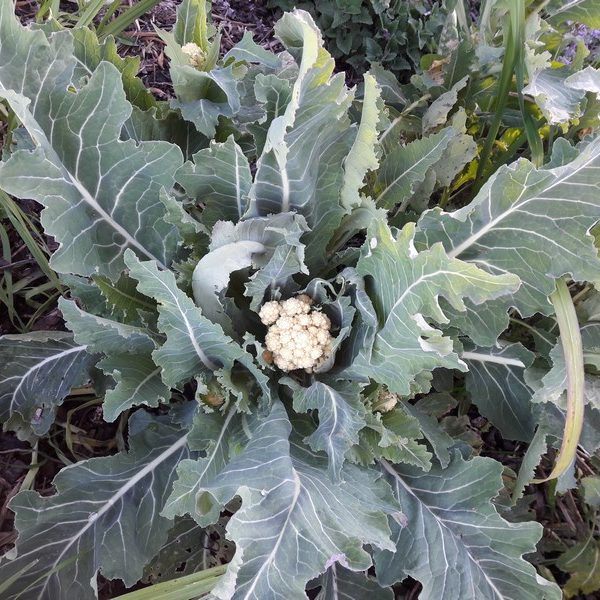Nine Star Perennial Broccoli – Kahikatea Farm Certified Organic Nursery ...