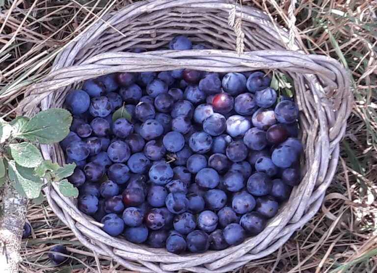 Damson – Kahikatea Farm Certified Organic Nursery and Permaculture Farm