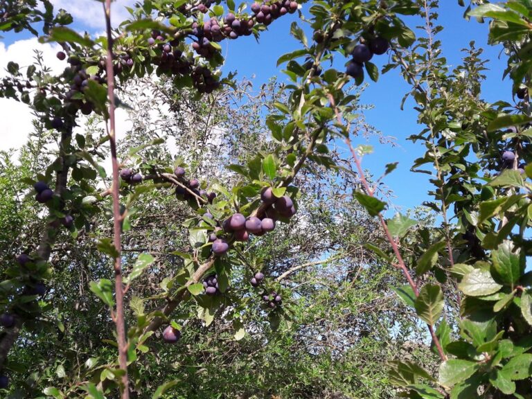 Damson – Kahikatea Farm Certified Organic Nursery and Permaculture Farm