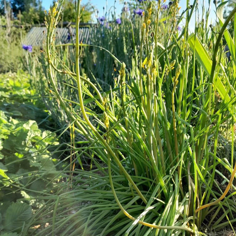 Burn Jelly Plant (Yellow) - Kahikatea Farm Certified Organic Nursery ...