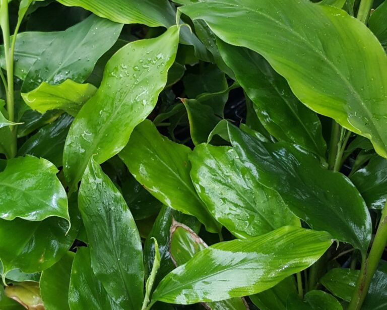 False Cardamom – Kahikatea Farm Certified Organic Nursery and ...
