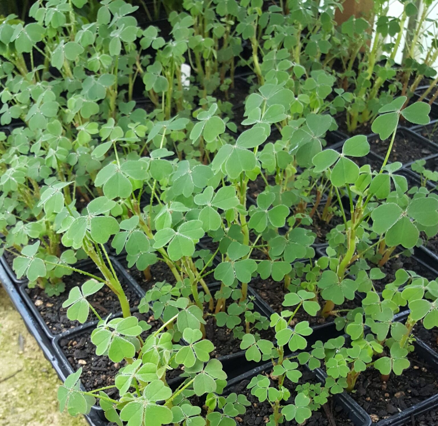 New Zealand Yam Red (Uwhiuwhiu/Oca) – Kahikatea Farm Certified Organic ...