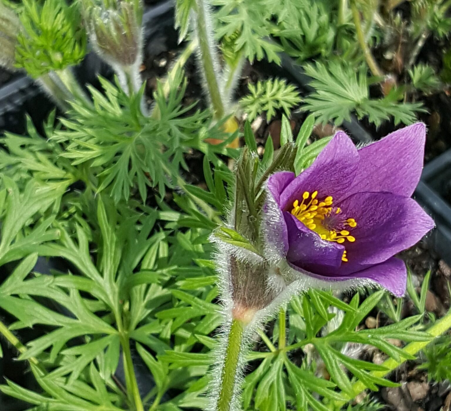 Pasque Flower (Pulsatilla) – Kahikatea Farm Certified Organic Nursery ...