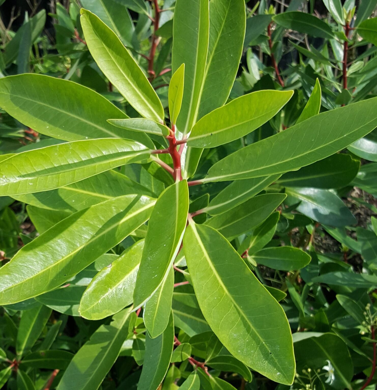 Winter's Bark (Canelo) - Kahikatea Farm Certified Organic Nursery and ...