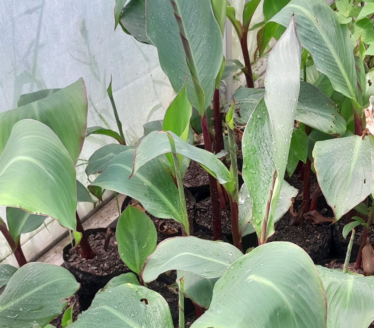 Achira (Arrowroot ) – Kahikatea Farm Certified Organic Nursery and ...