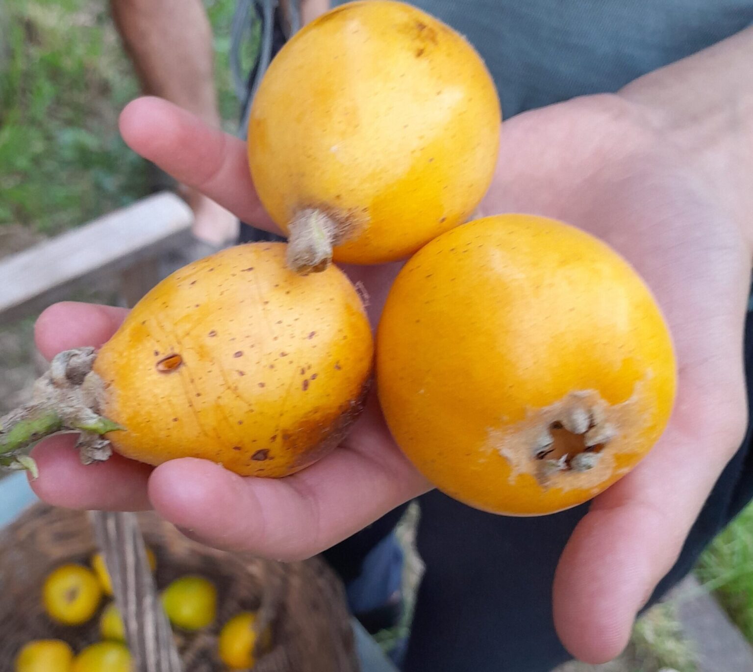 Loquat (seedling) – Kahikatea Farm Certified Organic Nursery and ...