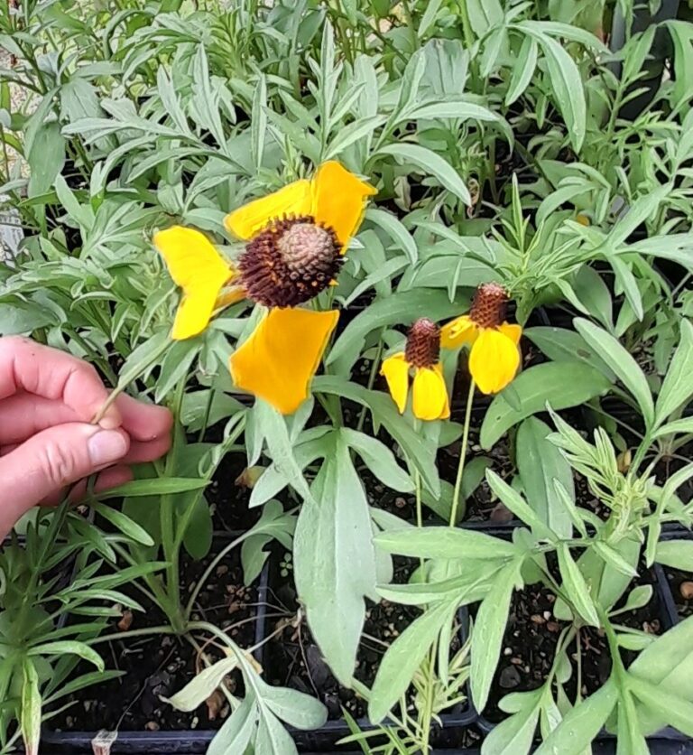 Mexican Hat (Prairie Coneflower) Yellow - Kahikatea Farm Certified ...