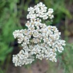Achillea Yarrow – Kahikatea Farm Certified Organic Nursery and ...