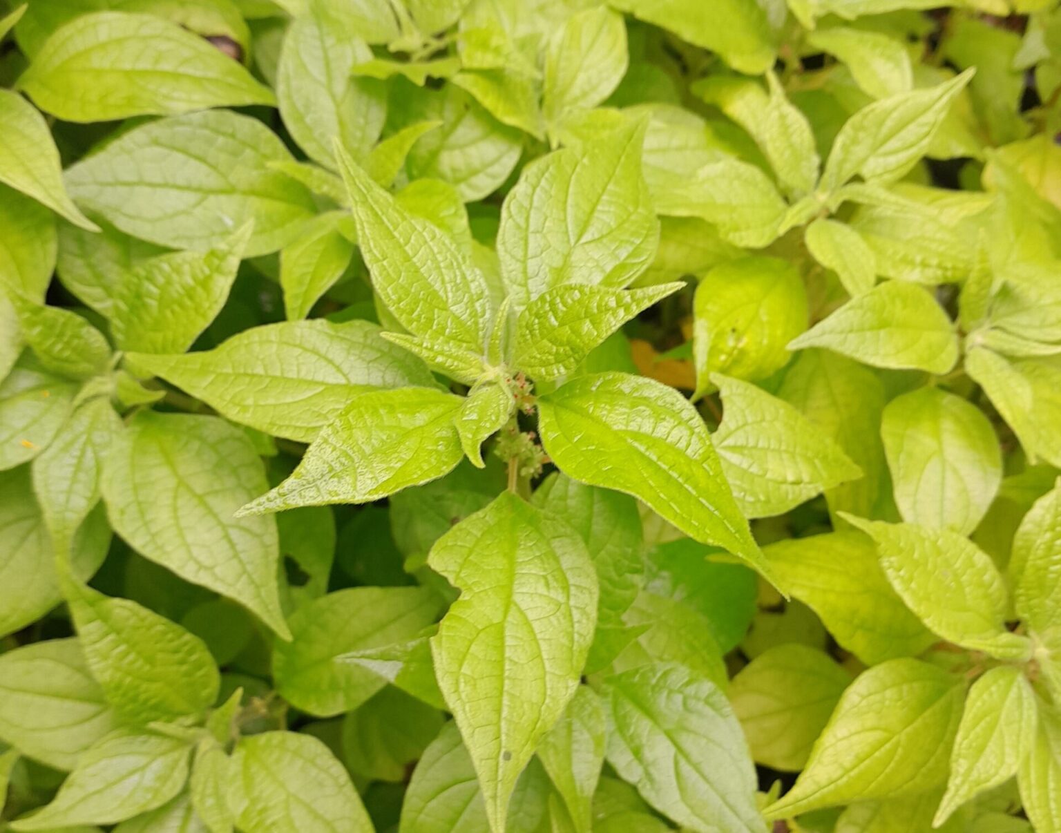 Pellitory of the Wall – Kahikatea Farm Certified Organic Nursery and ...