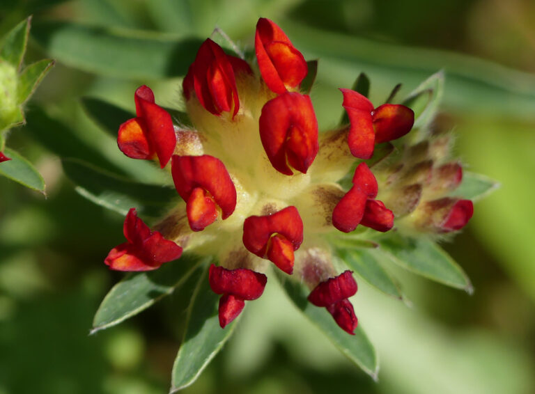 Red Kidney Vetch – Kahikatea Farm Certified Organic Nursery and ...