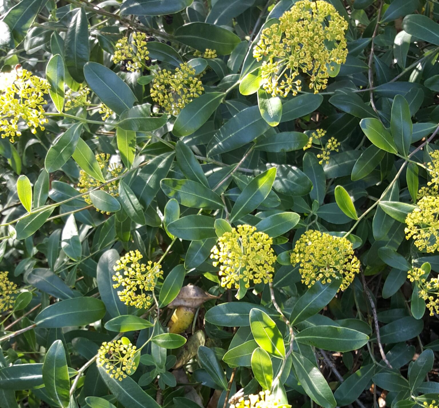 Bupleurum Shrubby Hare’s Ear – Kahikatea Farm Certified Organic Nursery ...