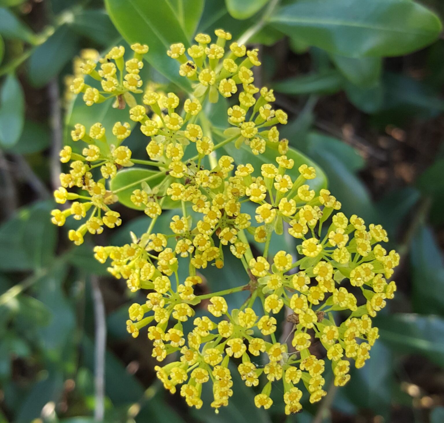Bupleurum Shrubby Hare’s Ear – Kahikatea Farm Certified Organic Nursery ...