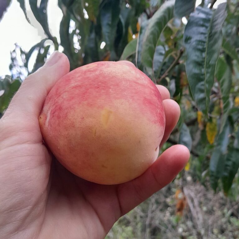 Chook Pen Peach - Kahikatea Farm Certified Organic Nursery and ...