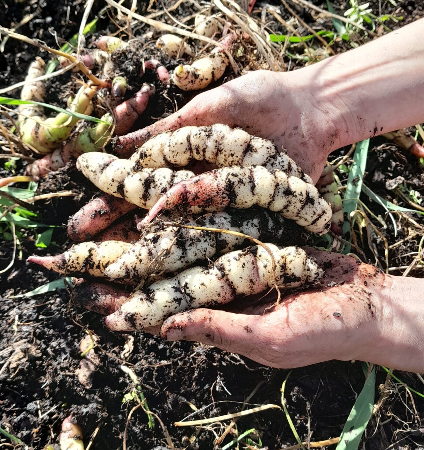 Mashua (Anu) – Kahikatea Farm Certified Organic Nursery and ...