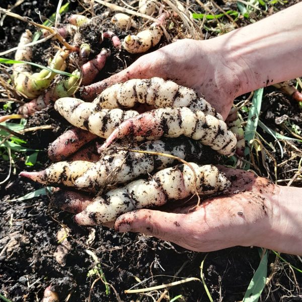 Mashua (Anu) - Kahikatea Farm Certified Organic Nursery and ...