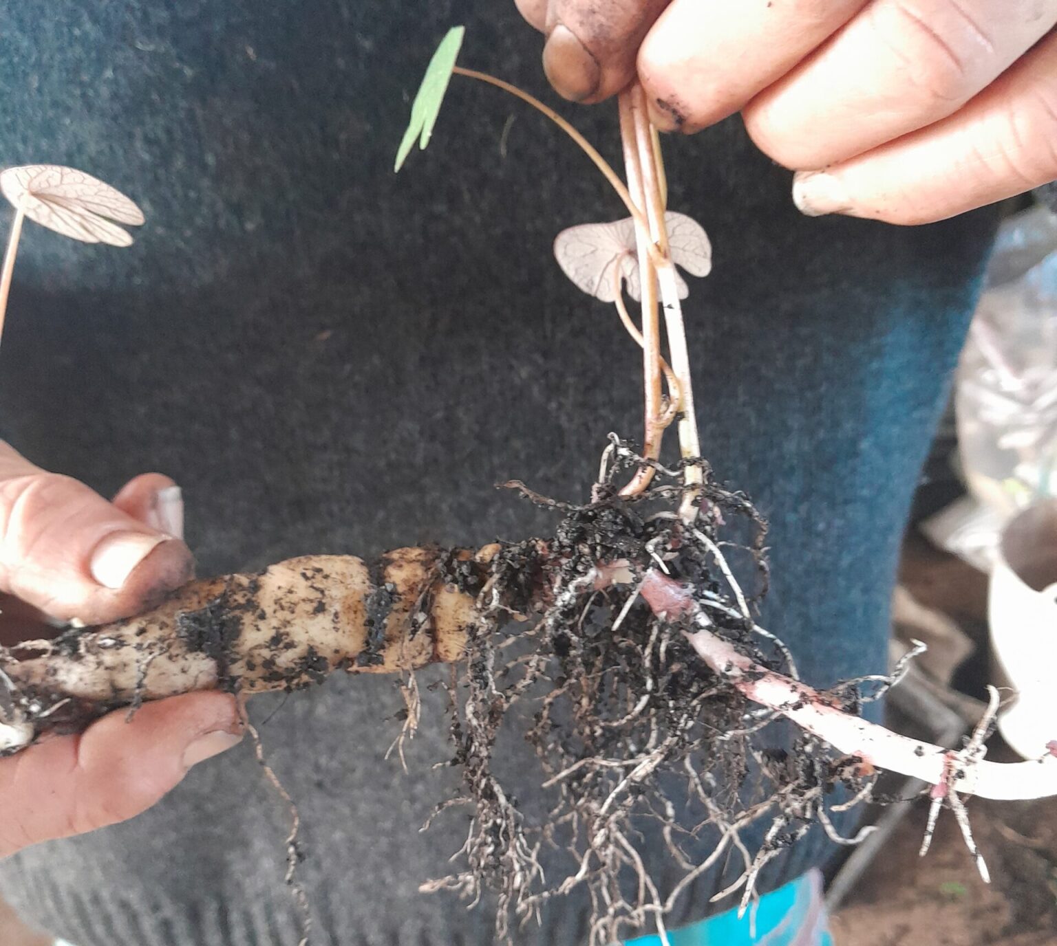 Mashua (Anu) – Kahikatea Farm Certified Organic Nursery and ...