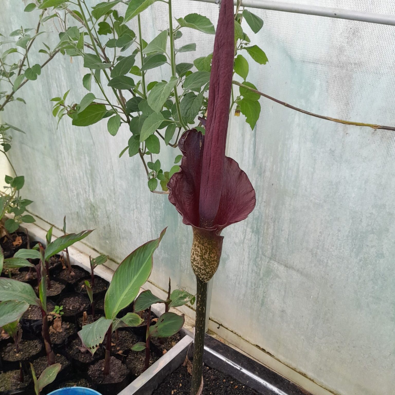 Konjac - Kahikatea Farm Certified Organic Nursery and Permaculture Farm
