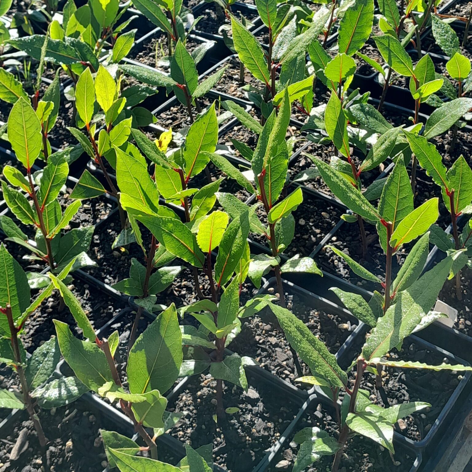 Bay Tree - Kahikatea Farm Certified Organic Nursery and Permaculture Farm