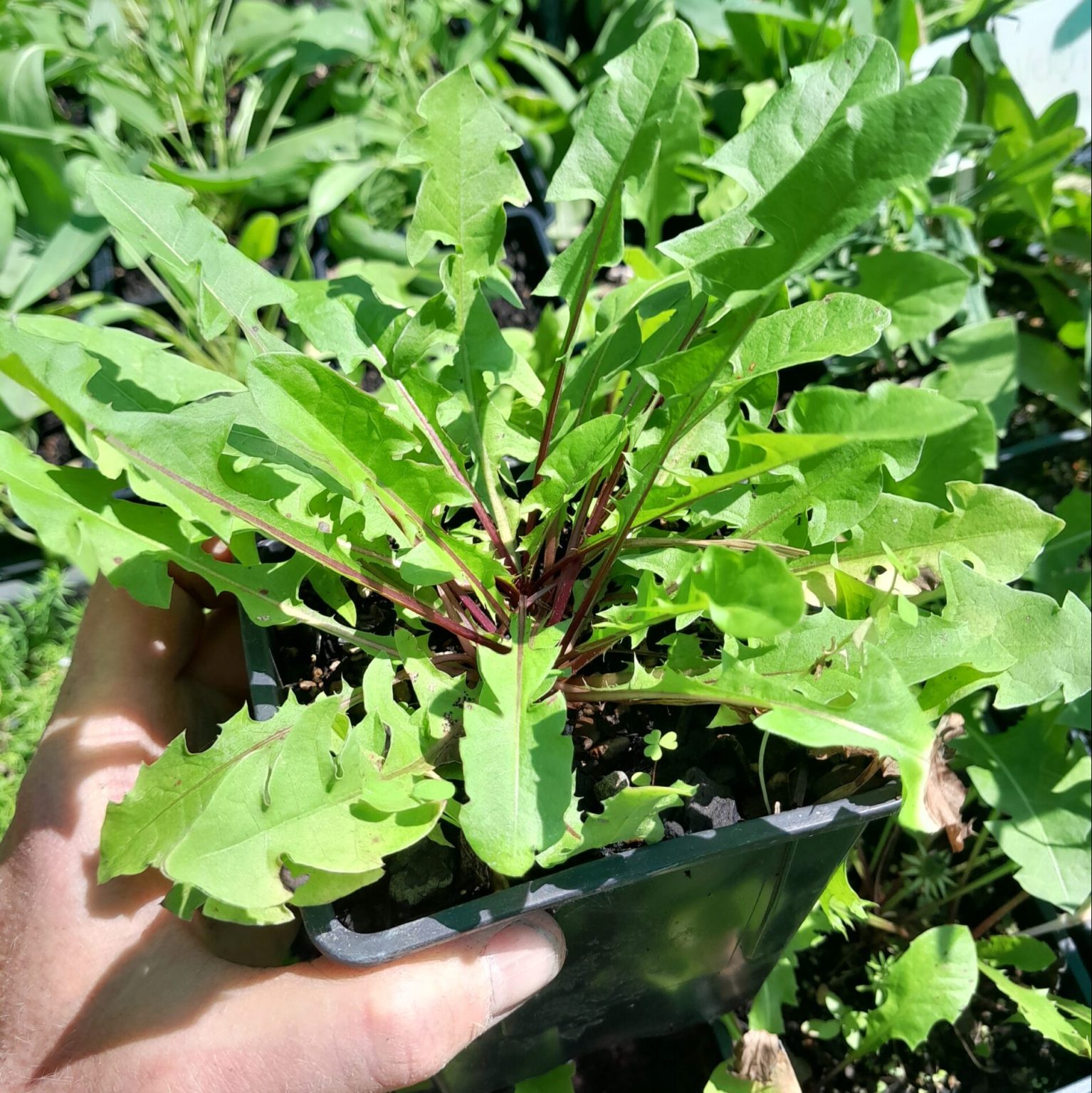 Dandelion - Kahikatea Farm Certified Organic Nursery and Permaculture Farm