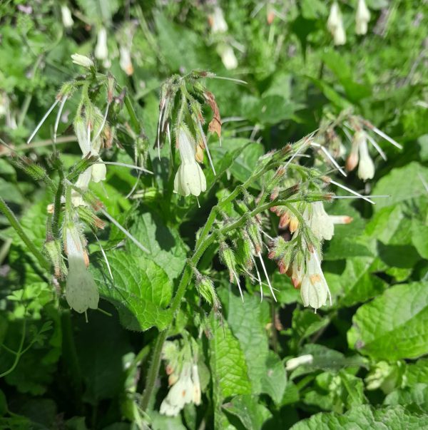 Dwarf Evergreen Comfrey White - Kahikatea Farm Certified Organic ...