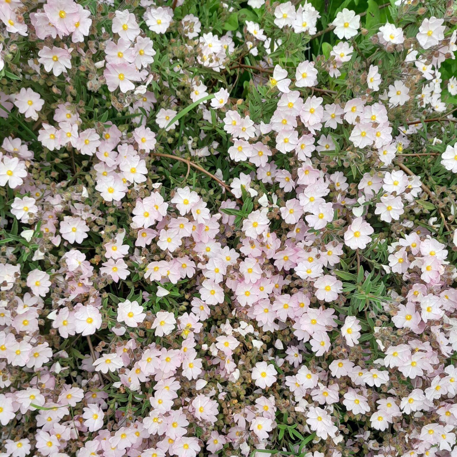 Dwarf Rock Rose - Kahikatea Farm Certified Organic Nursery and ...