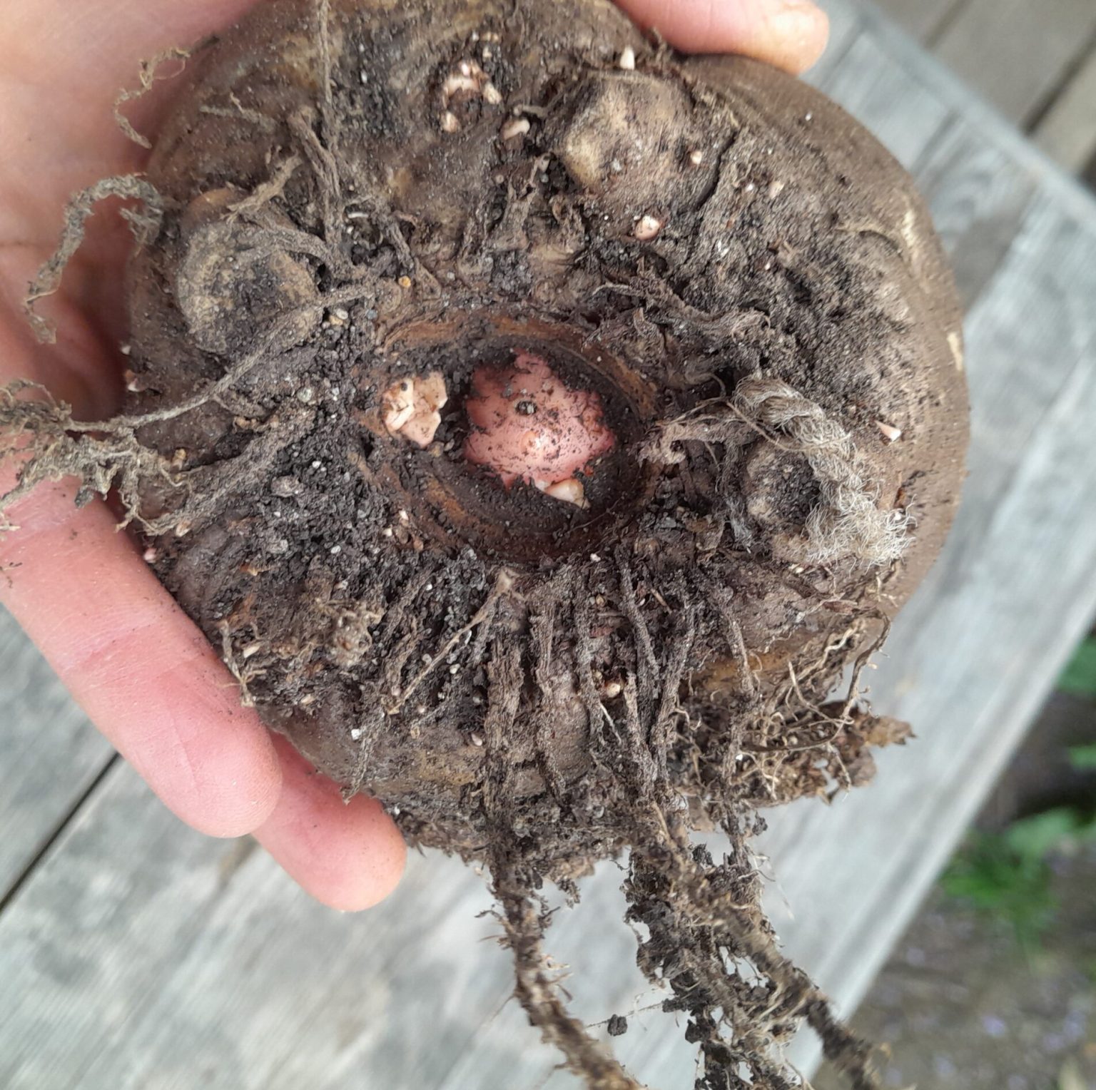 Konjac - Kahikatea Farm Certified Organic Nursery and Permaculture Farm