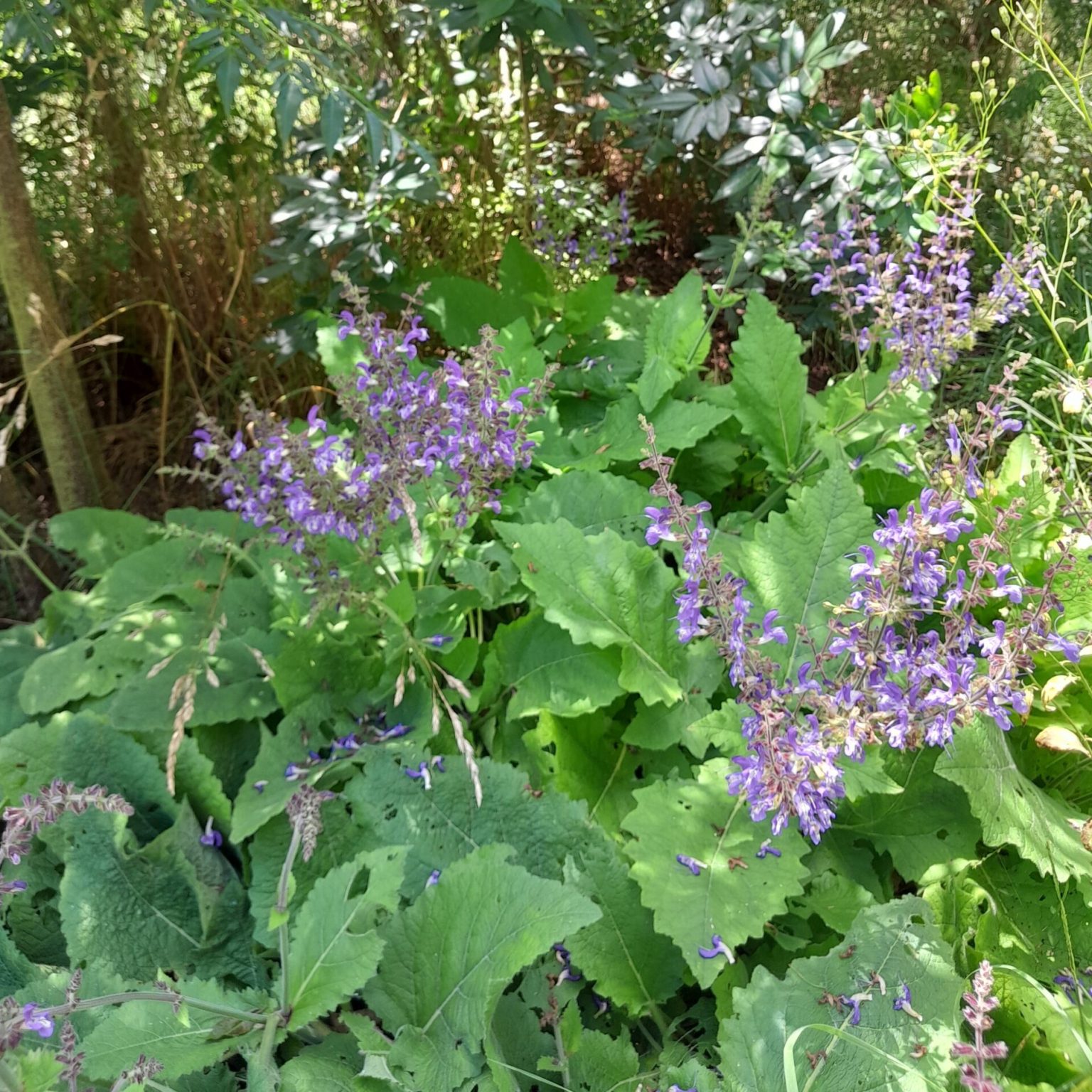 Common Sage - Kahikatea Farm Certified Organic Nursery and Permaculture ...