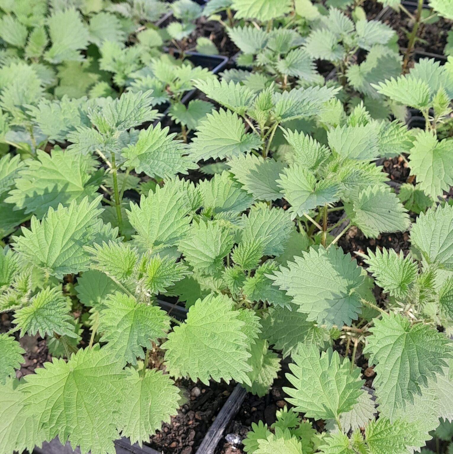 Perennial Nettle - Kahikatea Farm Certified Organic Nursery and ...