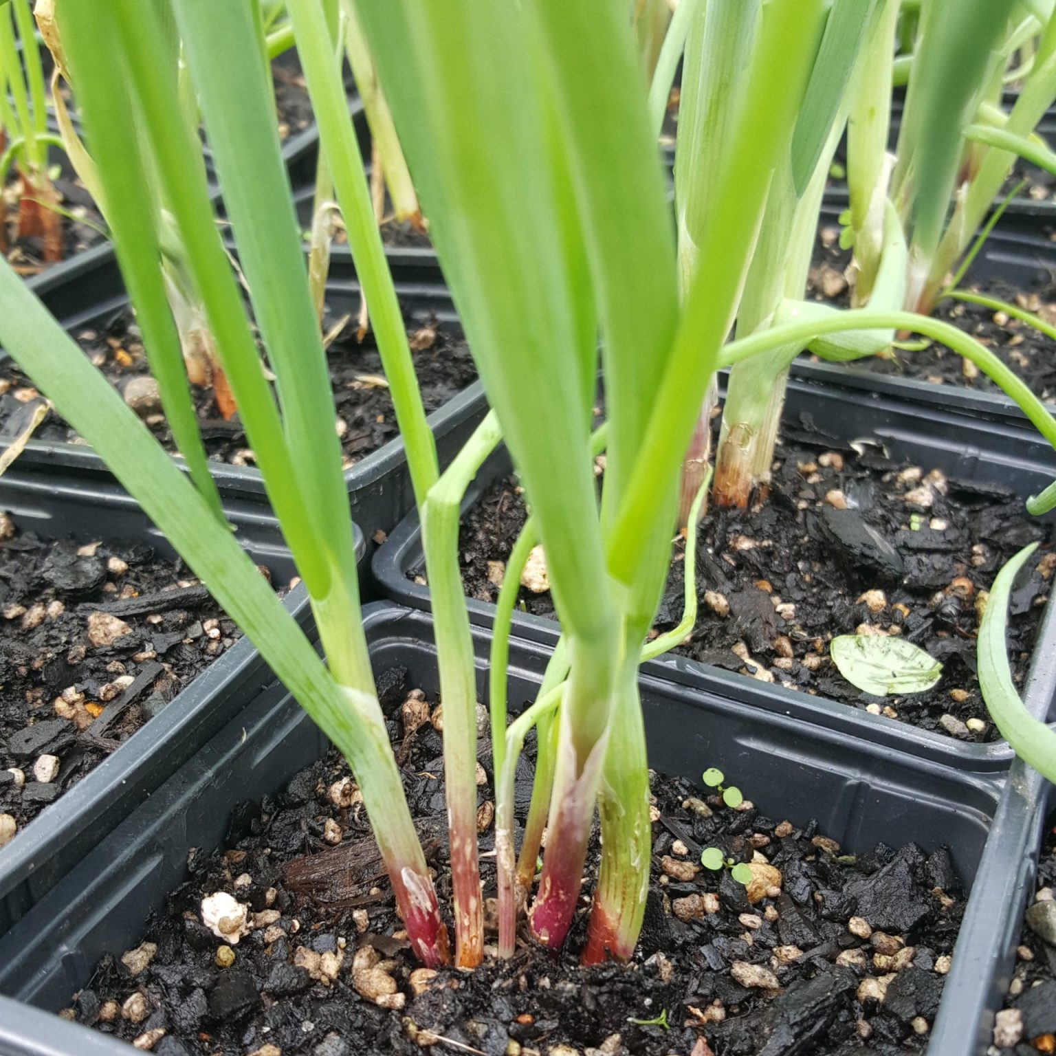Perennial Bunching Onion Red - Kahikatea Farm Certified Organic Nursery ...