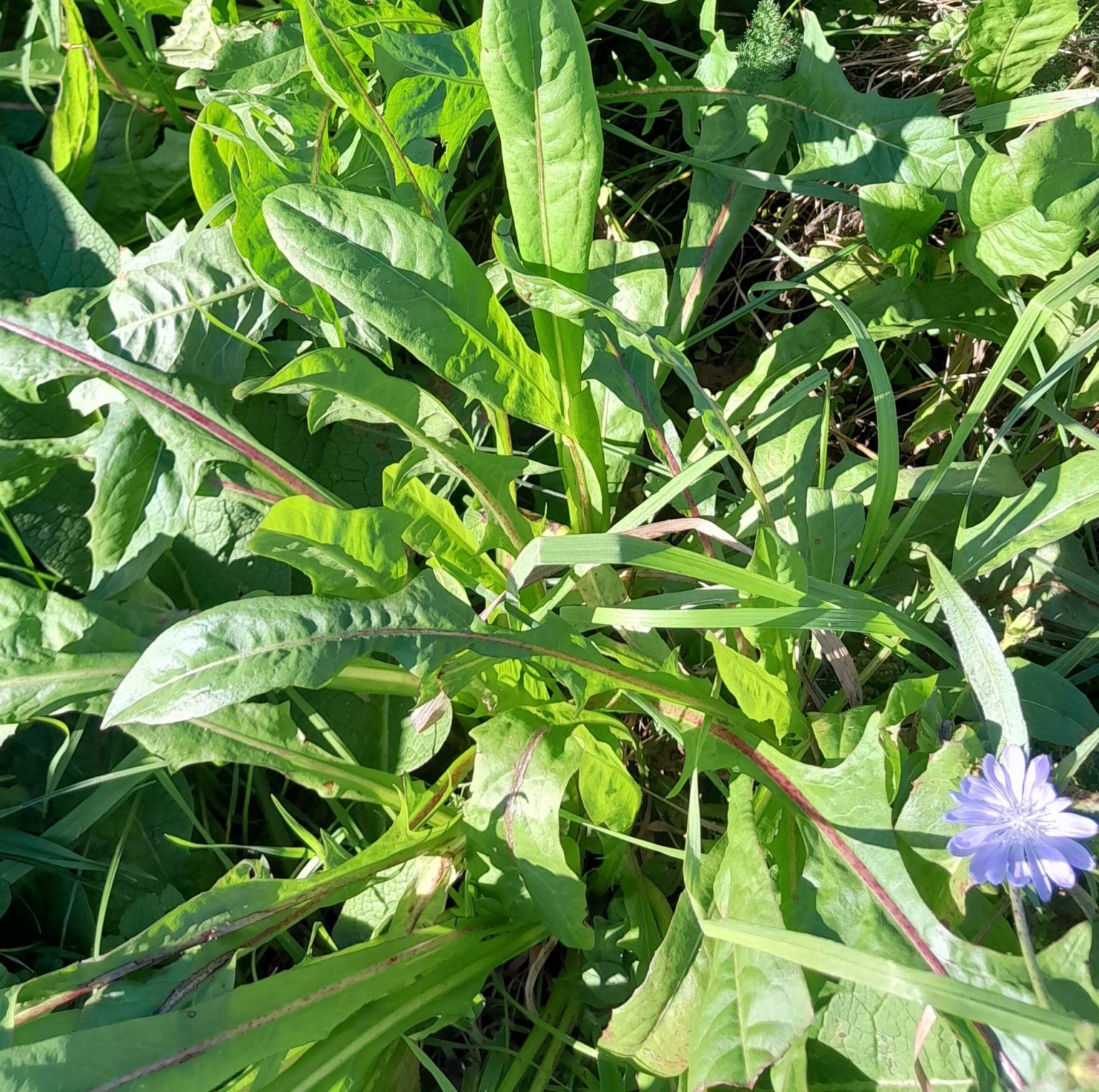 Chicory - Kahikatea Farm Certified Organic Nursery and Permaculture Farm