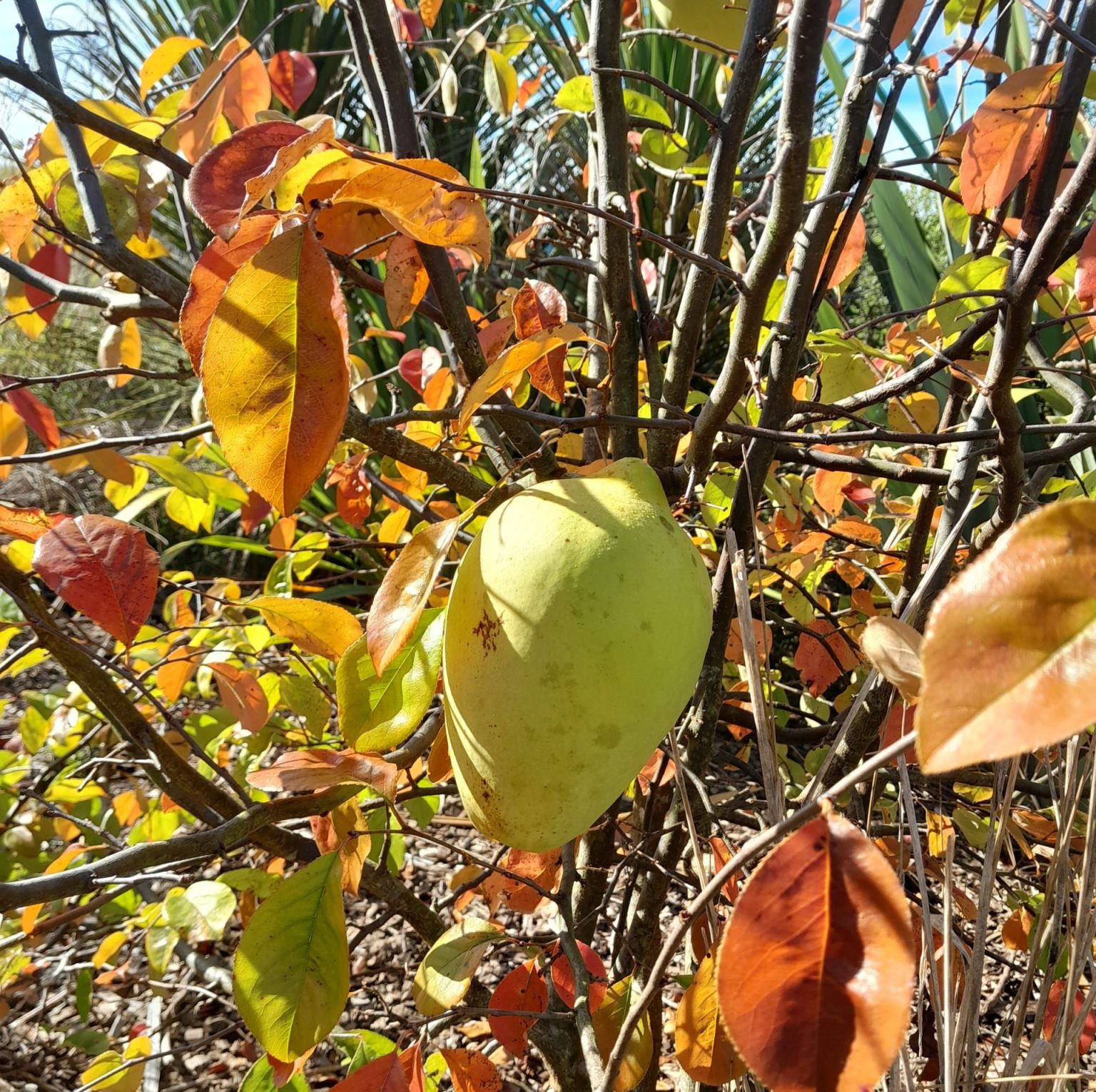 Loquat (seedling) - Kahikatea Farm Certified Organic Nursery and ...