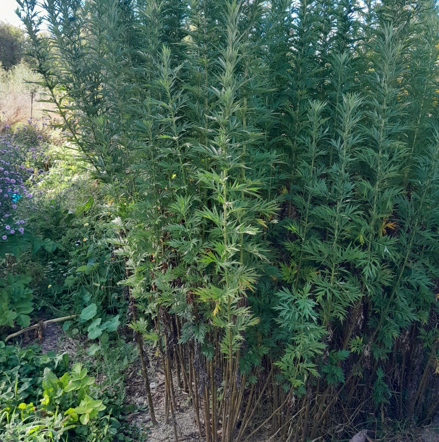 Common Mugwort - Kahikatea Farm Certified Organic Nursery and ...