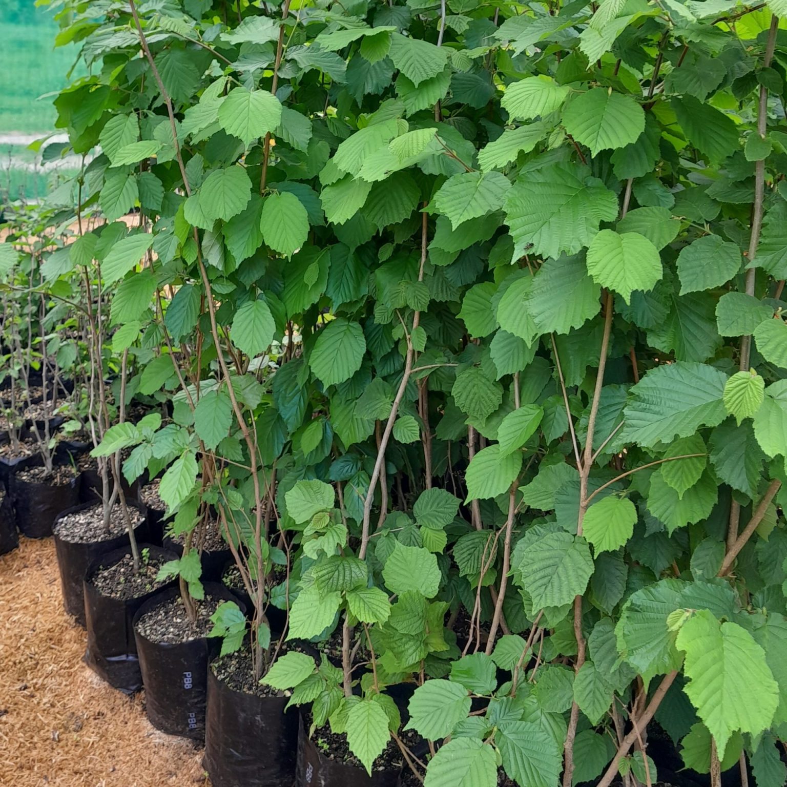 European Hazel - Kahikatea Farm Certified Organic Nursery and ...