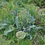 Nine Star Perennial Broccoli - Kahikatea Farm Certified Organic Nursery ...