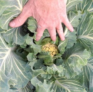 Nine Star Perennial Broccoli - Kahikatea Farm Certified Organic Nursery ...