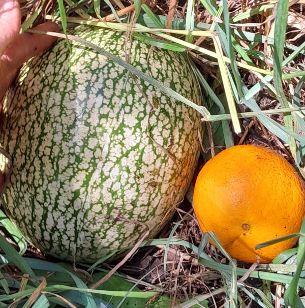 Pie Melon (Shark Fin Melon) - Kahikatea Farm Certified Organic Nursery ...
