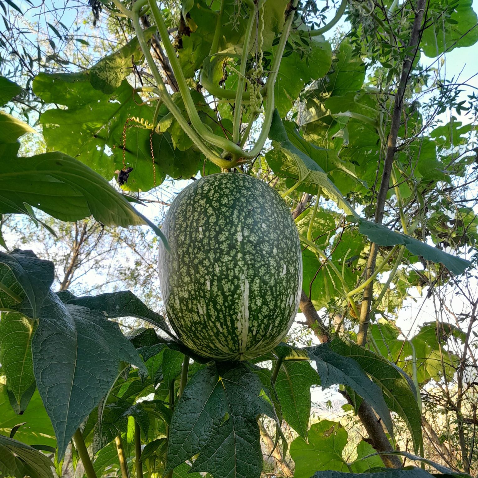Pie Melon (Shark Fin Melon) - Kahikatea Farm Certified Organic Nursery ...